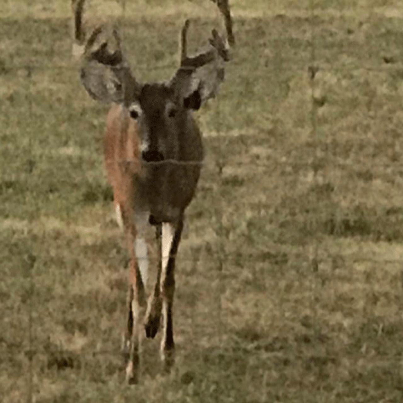 Hunting - Medina River Ranch Resort