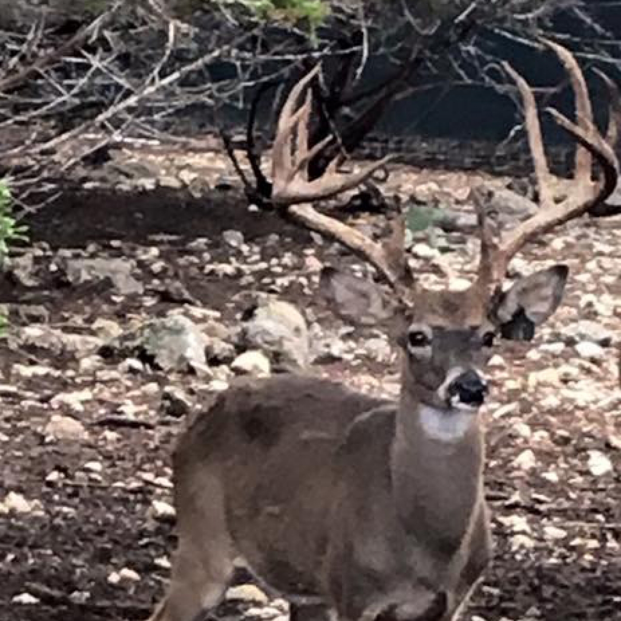 Hunting - Medina River Ranch Resort